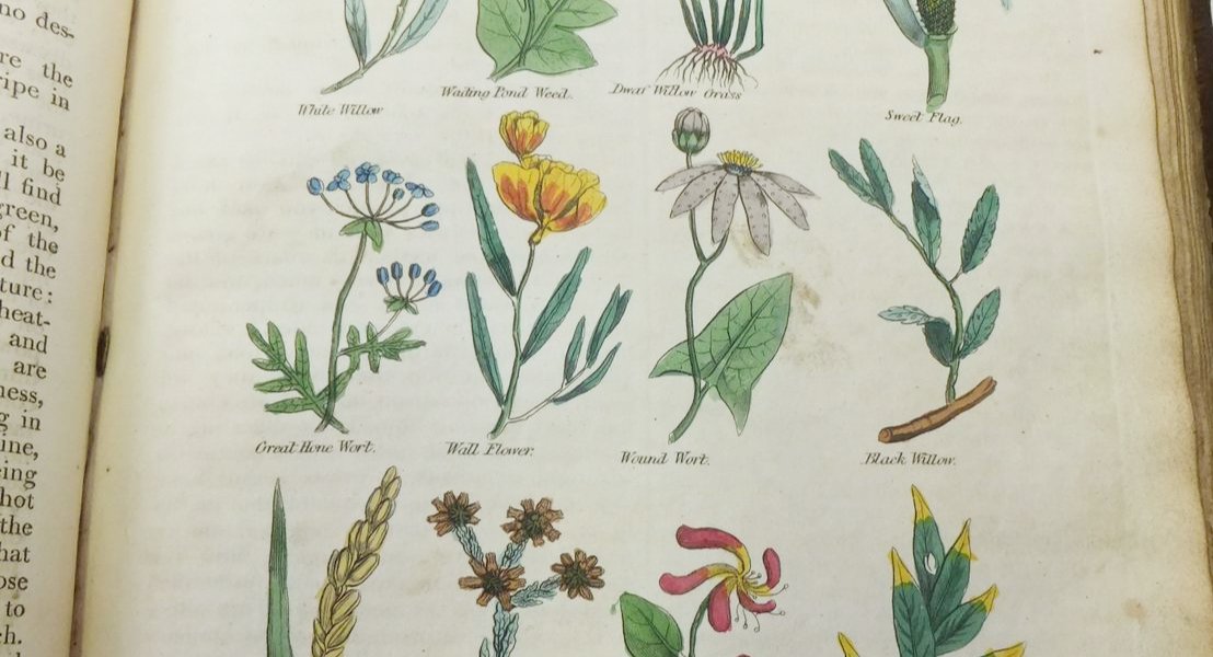 15 Powerful Medicinal Plants Used Traditionally as Natural Aphrodisiacs ...