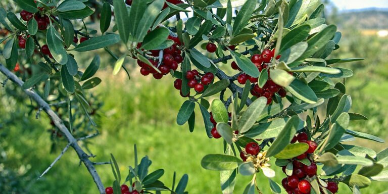 Buffaloberry: All you need to know - The Economic Botanist