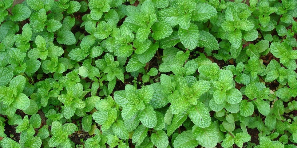 Buffaloberry: All you need to know - The Economic Botanist