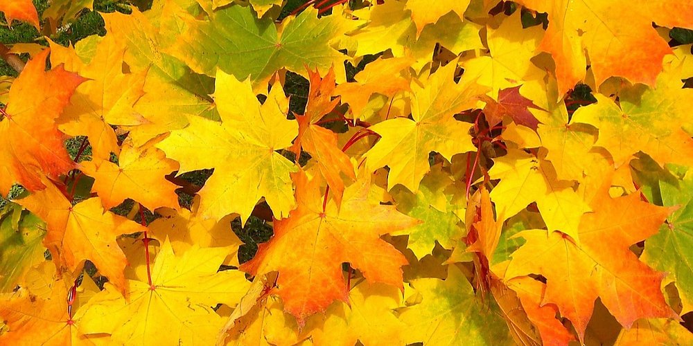 Sugar Maple: All you need to know - The Economic Botanist