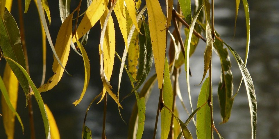 Buffaloberry: All you need to know - The Economic Botanist