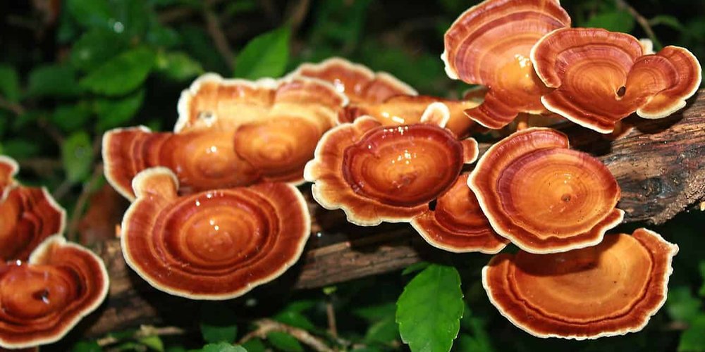 15 Powerful Medicinal Plants Used Traditionally as Natural Aphrodisiacs ...